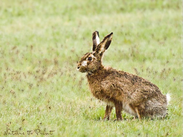 Hase | Wo Blumenbilder wachsen