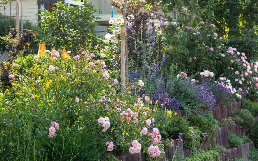 Rose Sommerwind: Perfekter Dauerblüher am Sonnenhang