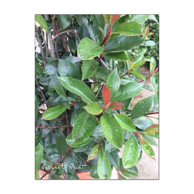 Die rotlaubige Glanzmispel glänzt als Hecke & Solitärgehölz