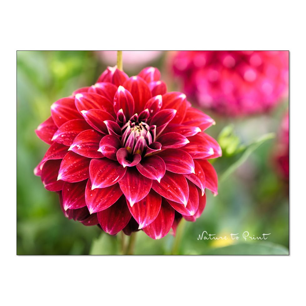Wo Blumenbilder wachsen. Gartentipps, Blumen & Landküche