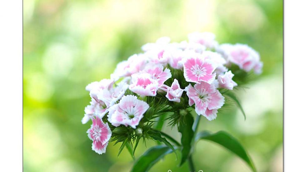 Zweijährige Blumen 4 Tipps: erfolgreiche Aussaat & Pflege