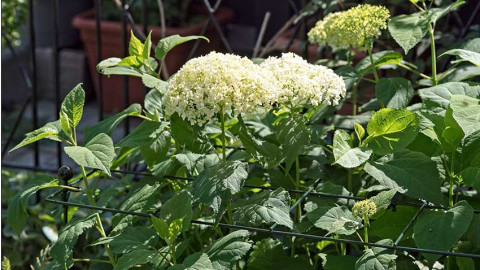 Gitter Fr Hortensie Annabelle
