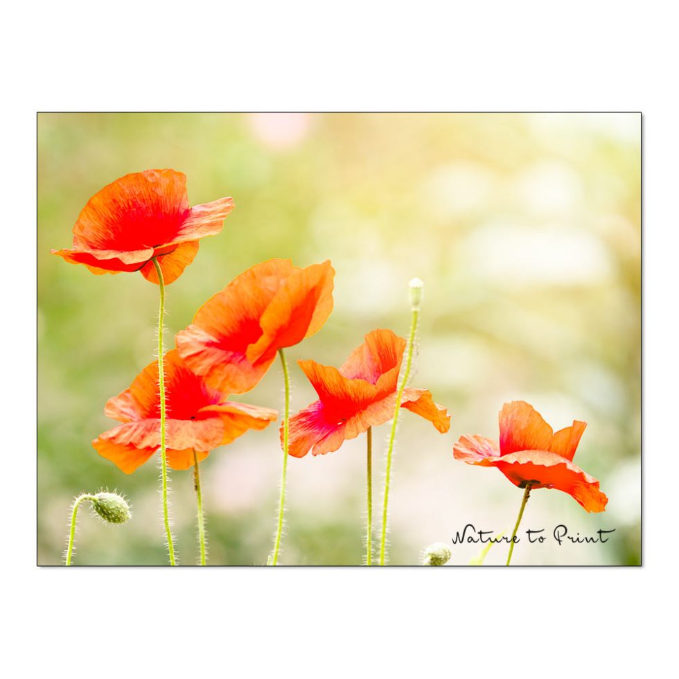 Orientalischer Mohn pflanzen, pflegen & vermehren