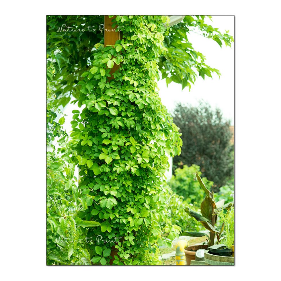 Kletterpflanze Akebie. Wachsende Freude am laufenden Meter.