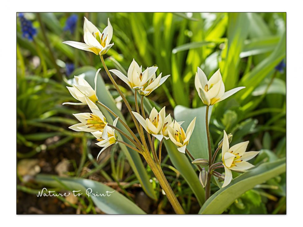 Wildtulpen & botanische Tulpen. Meine besten 8 Sorten
