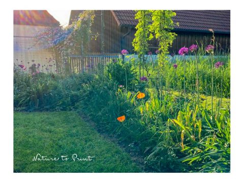 Guter Rasensamen & Pflege halten Wiese und Rollrasen vital