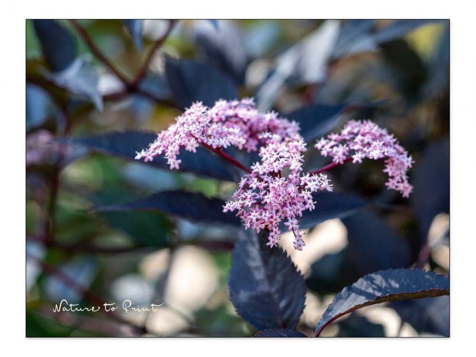 Rotblättriger Schwarzer Holunder Schönheit für kleine Gärten