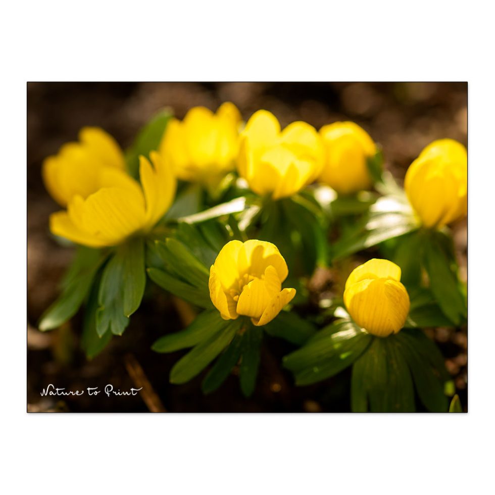 Winterlinge. Niedlich, nützlich, absolut liebenswert