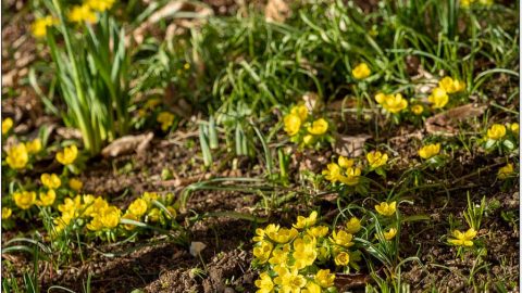 Winterlinge. Niedlich, nützlich, absolut liebenswert 5 Tipps