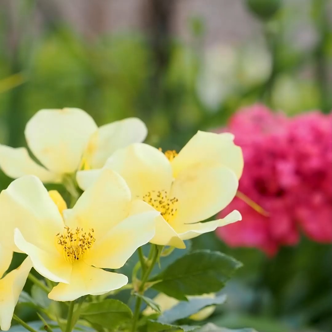 Aurikel pflegen, pflanzen und vermehren.