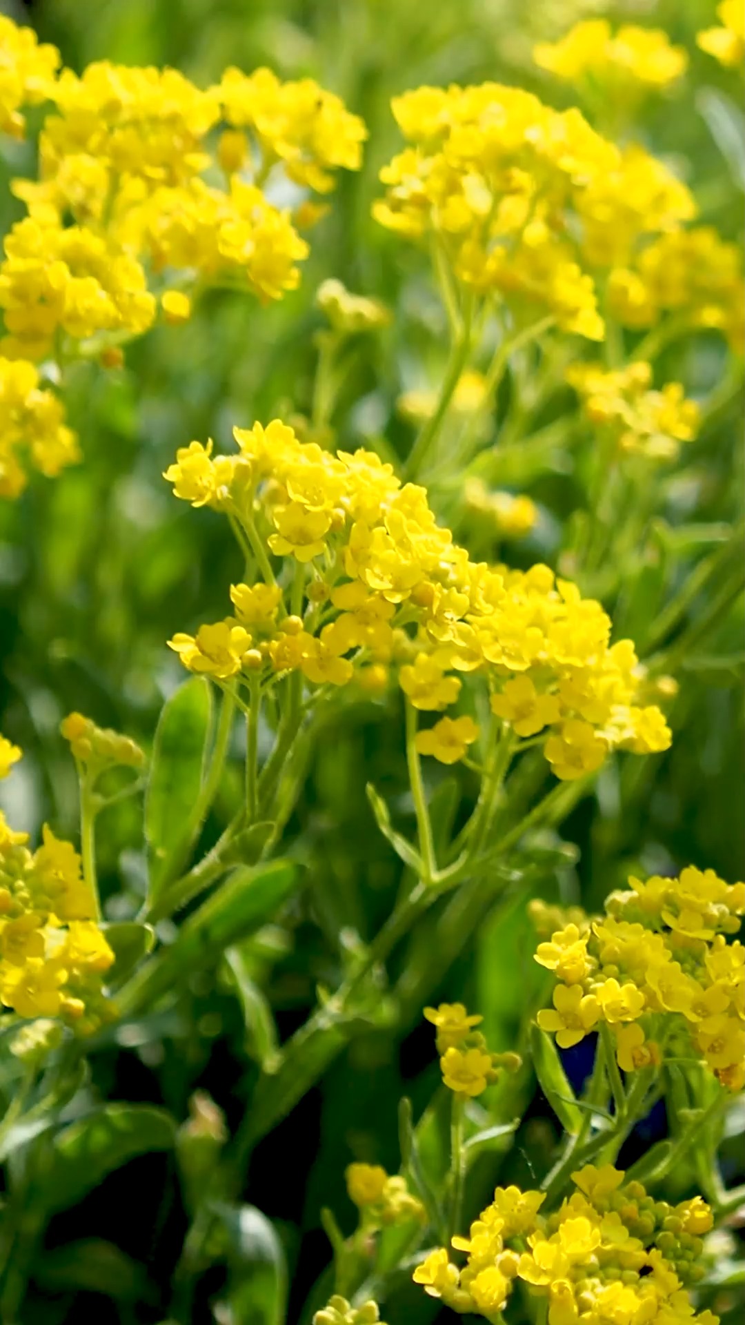 Waldhyazinthen, Bluebells & Hasenglöckchen: wild & wunderbar