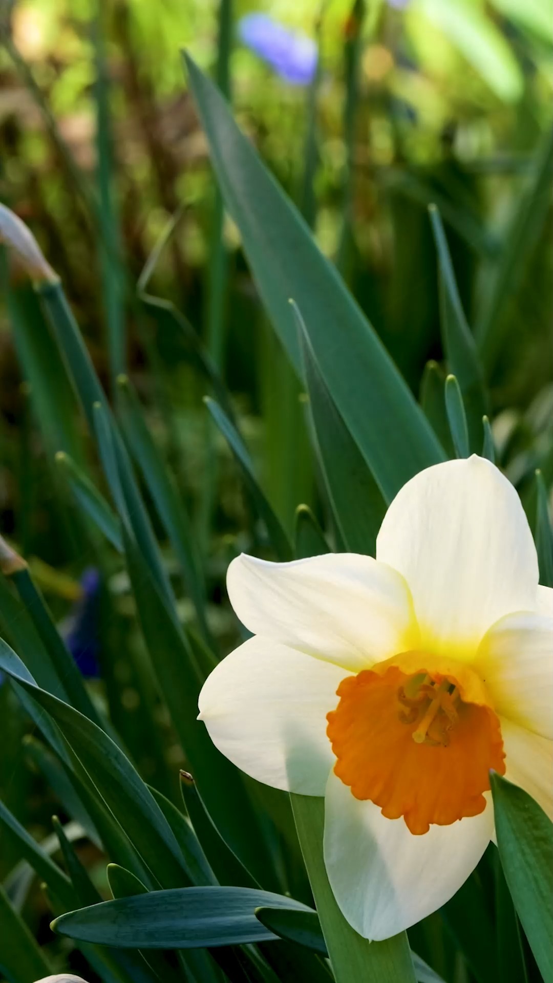 Polsterstauden. Die 12 besten Bodendecker für die Sonne.