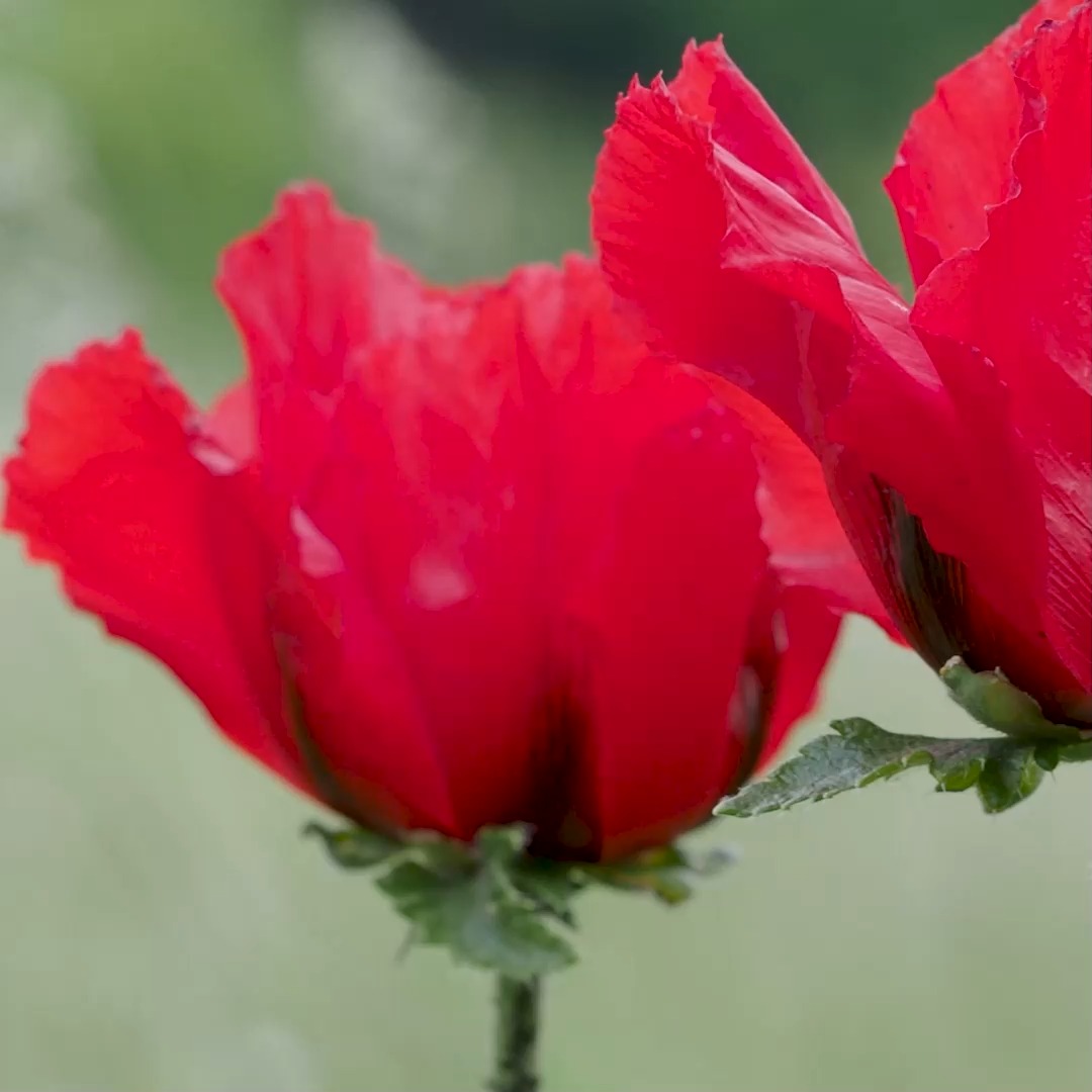 Orientalischer Mohn pflanzen, pflegen & vermehren