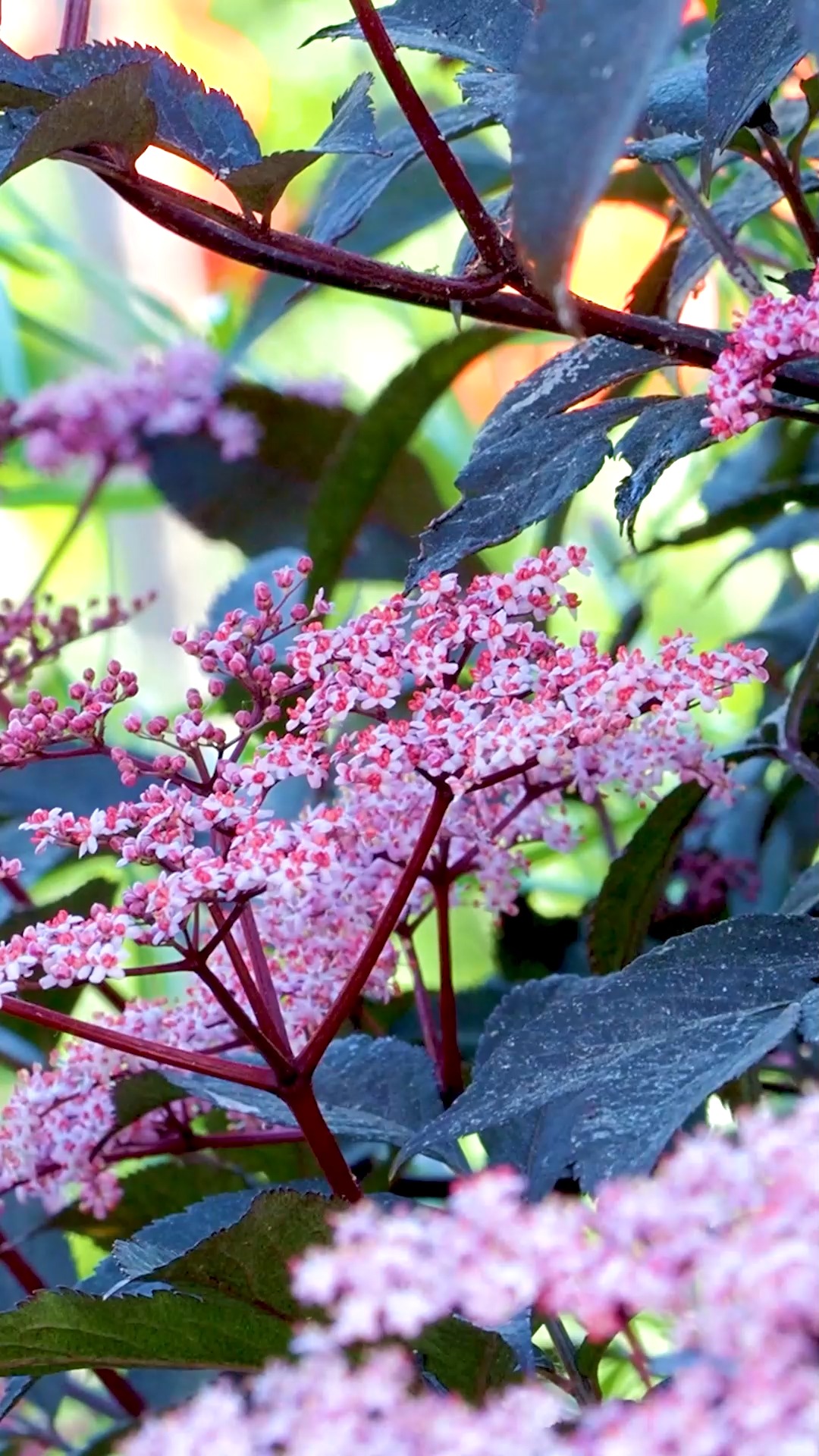 Sumpfdotterblume, wild & wunderbar für Garten und Teich
