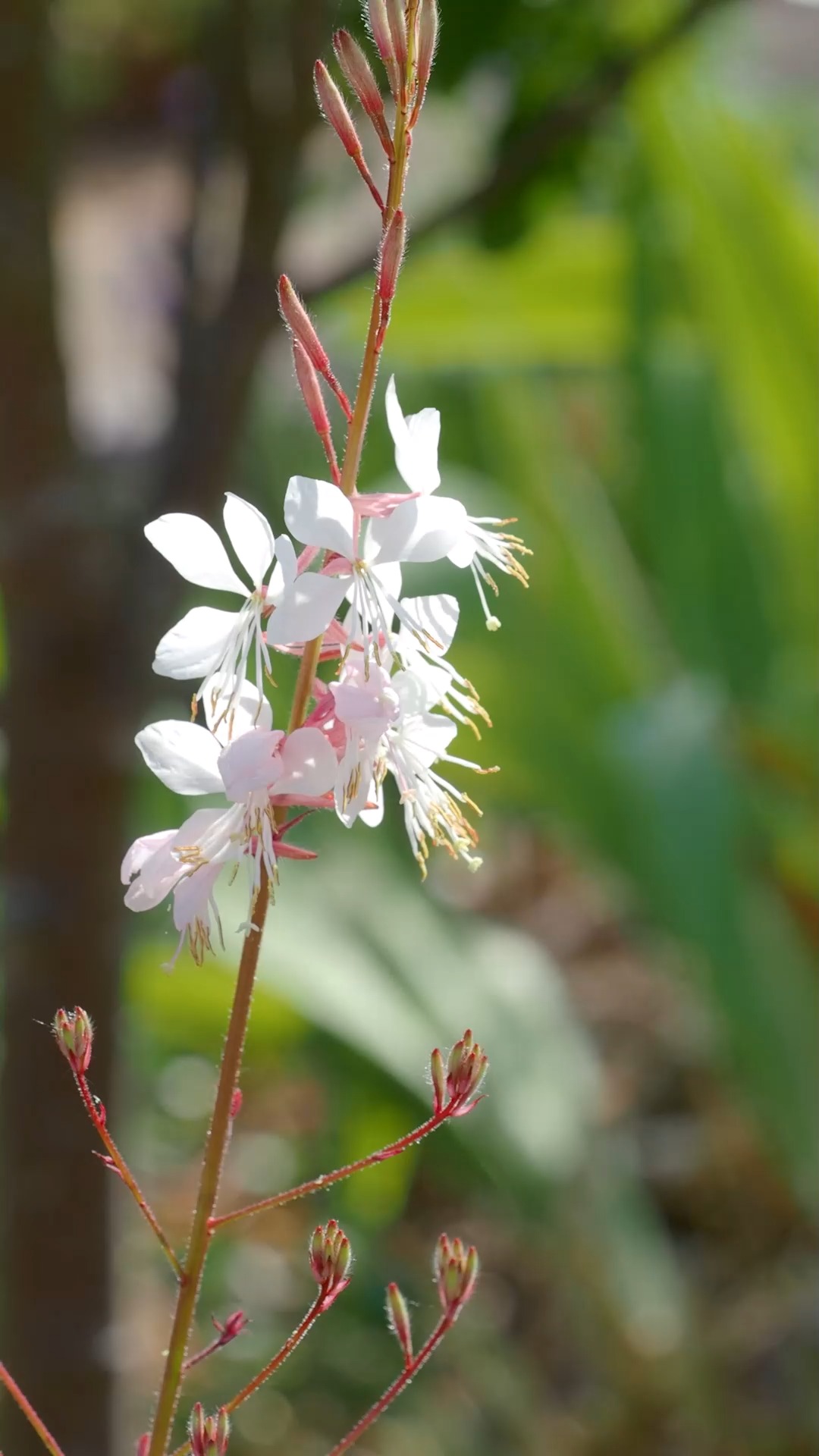 Orientalischer Mohn pflanzen, pflegen & vermehren