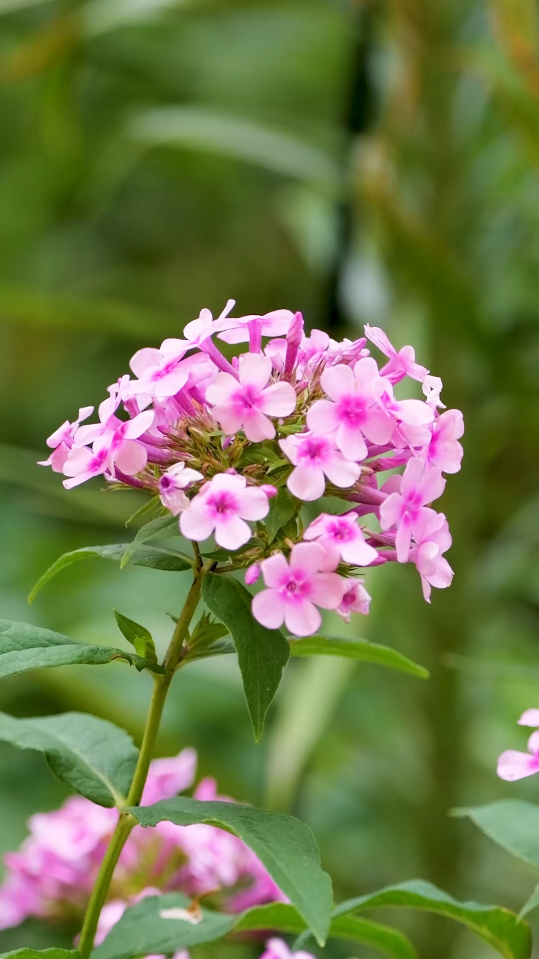 Patagonisches Eisenkraut, Bienenpflanze & Vagabund im Garten