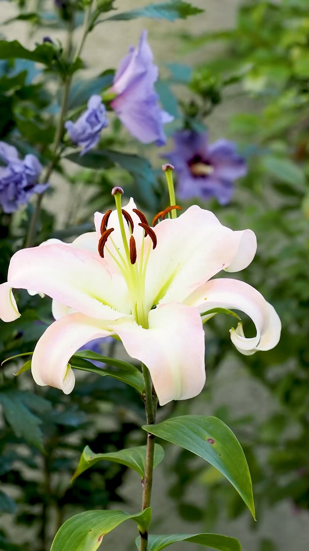 Echter Salbei, echt gut für Garten, Küche und Gesundheit