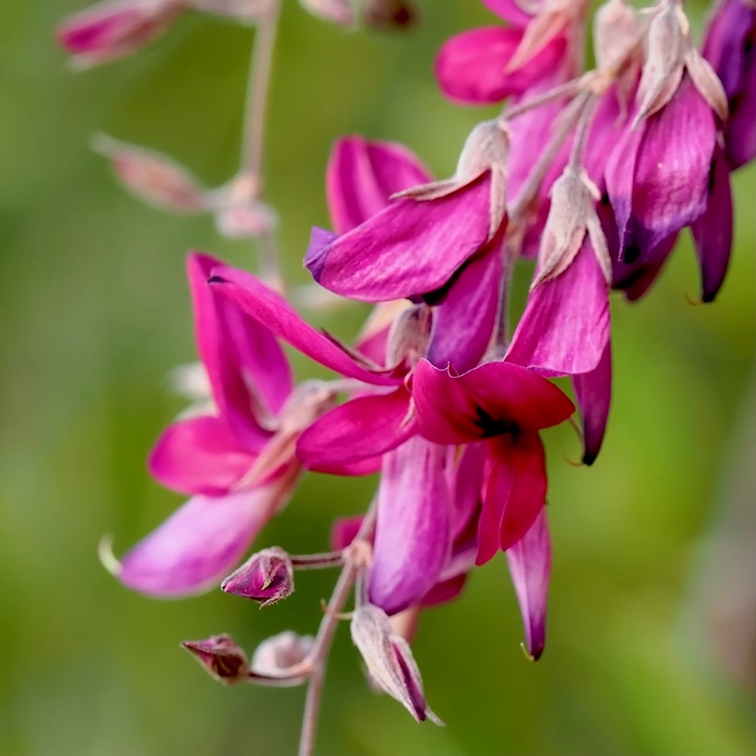 Zweijährige Blumen 4 Tipps: erfolgreiche Aussaat & Pflege