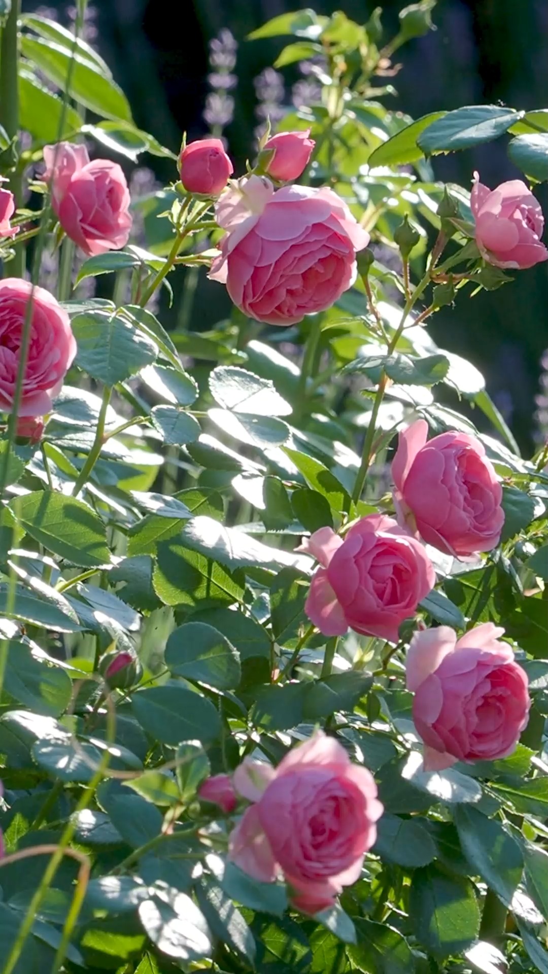 Aurikel pflegen, pflanzen und vermehren.