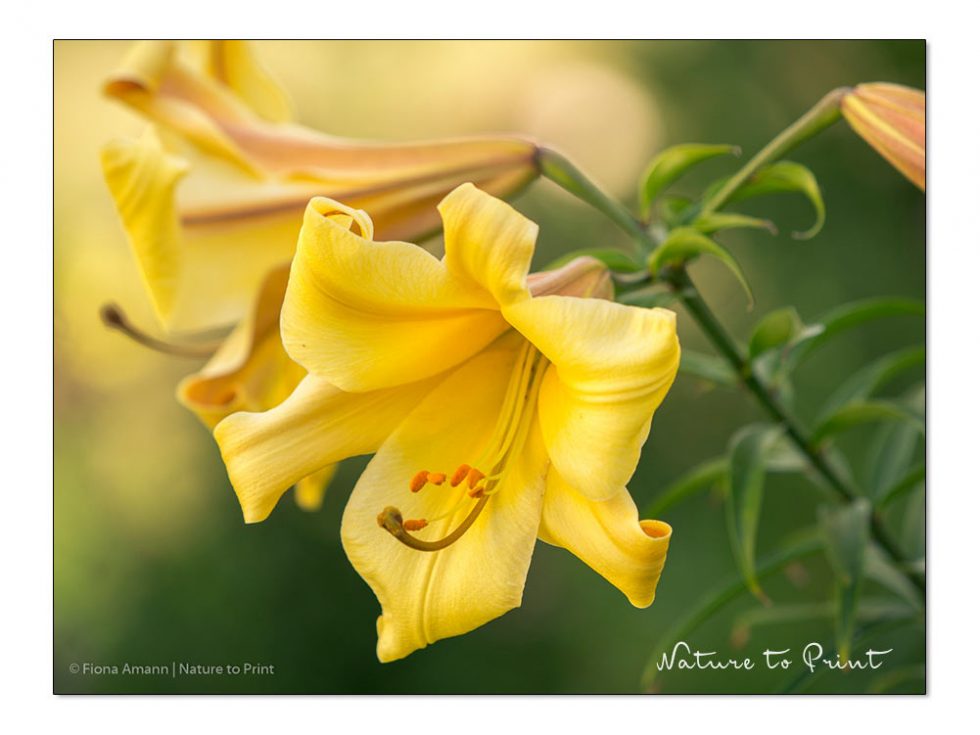 Lilien lieben ohne Liebesleid. 12 Pflanzen- und Pflegetipps