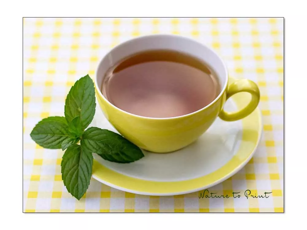 Bester Bio-Pfefferminze im Garten und in Topfkultur.