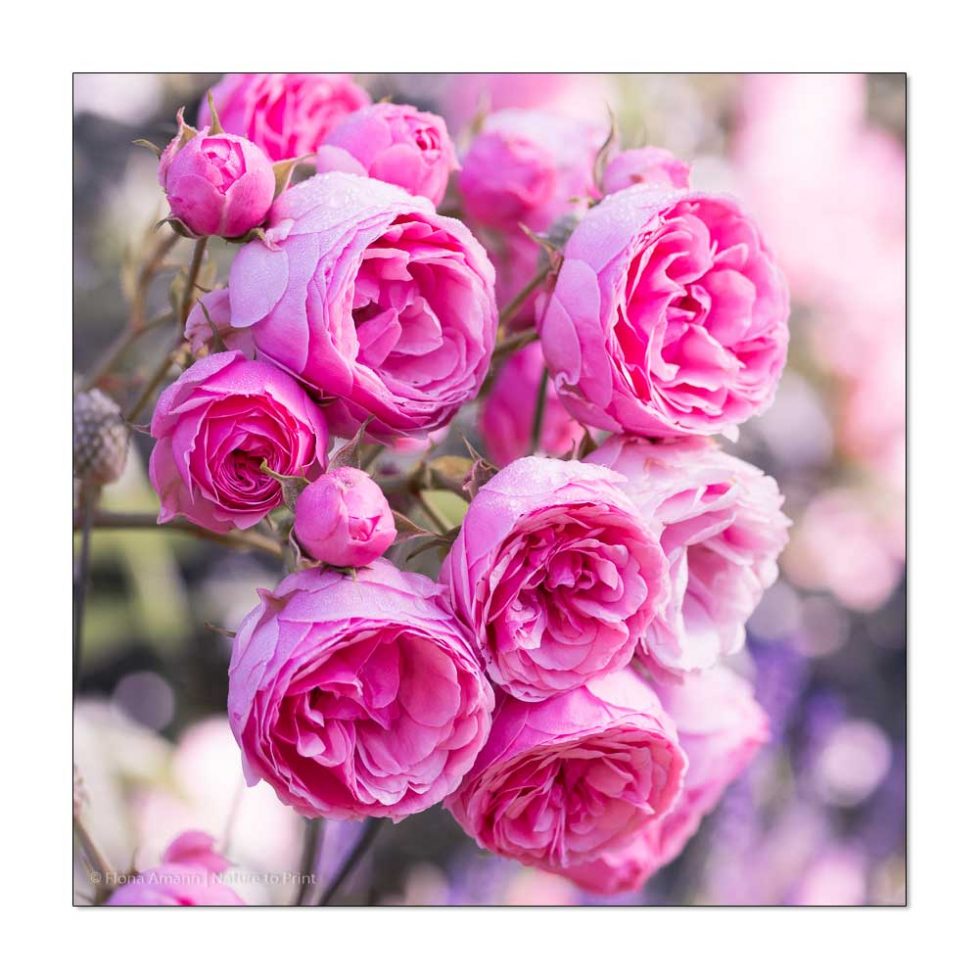 Rose Pomponella, beste Märchenrose für bekennende Romantiker