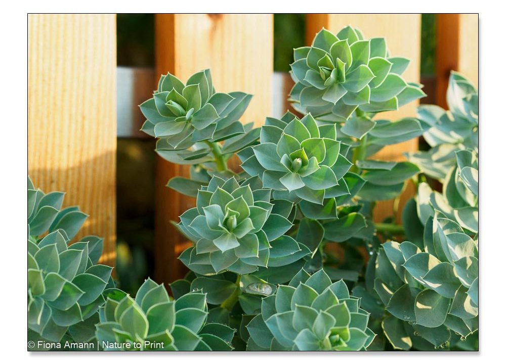 Wo Blumenbilder wachsen. Gartentipps, Blumen & Landküche